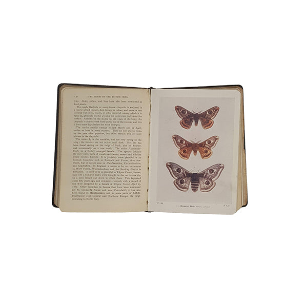The Moths of the British Isles - Warne - Country House Library