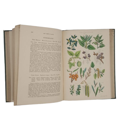 Our Useful Wild Flowers by John E. Sowerby - Robert Hardwicke, c.1880 ...